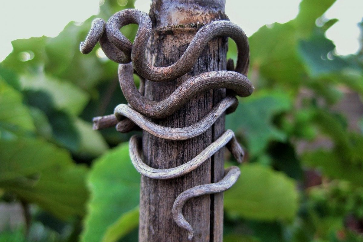 Snake on a Pole - Crawford Memorial United Methodist Church